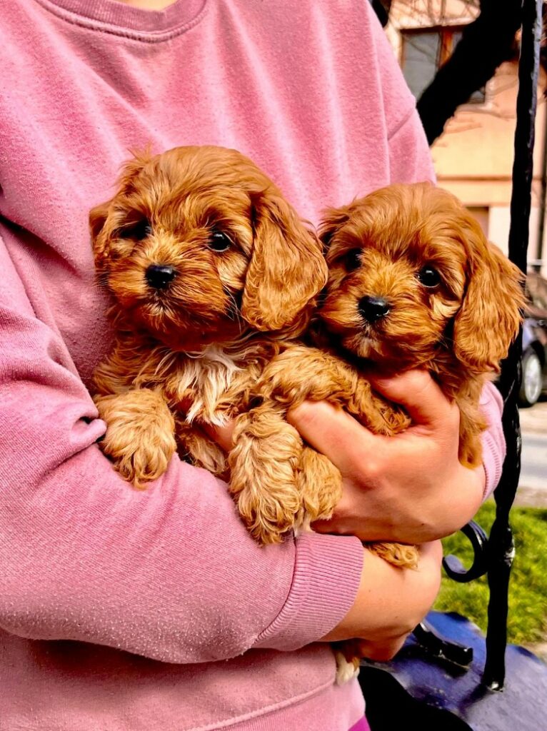 Cavapoo prelepi stenci