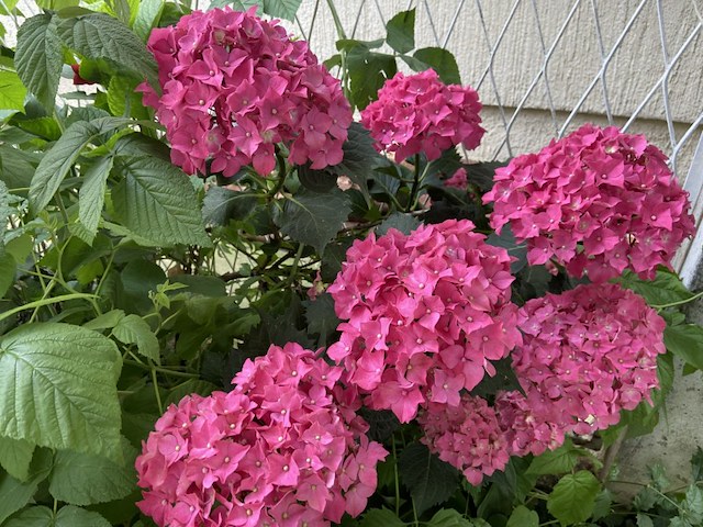 Hortenzija velika sadnica u cvetu