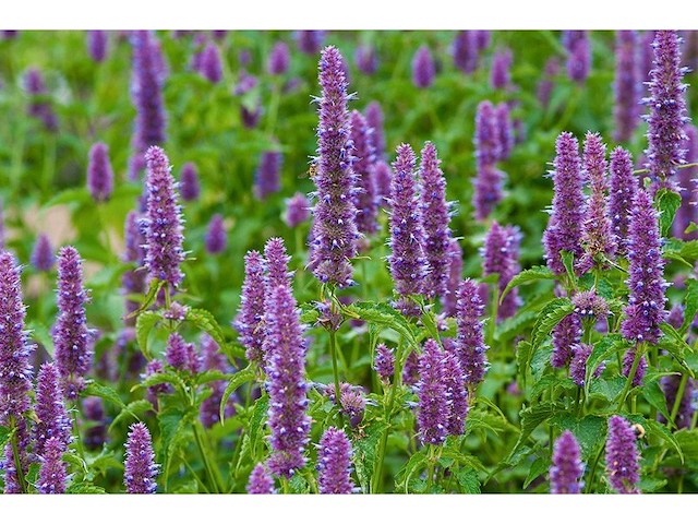 Agastache rugosa (korejska nana)