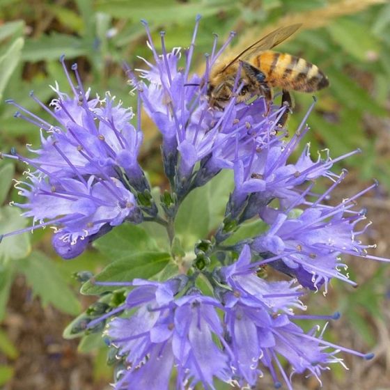 Carryopteris cla. 'Heavenly Blue' • C 2 L•