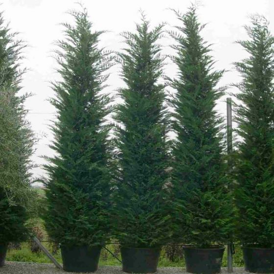 Cupressocyparis leylandii • C 25 L • 250+ cm