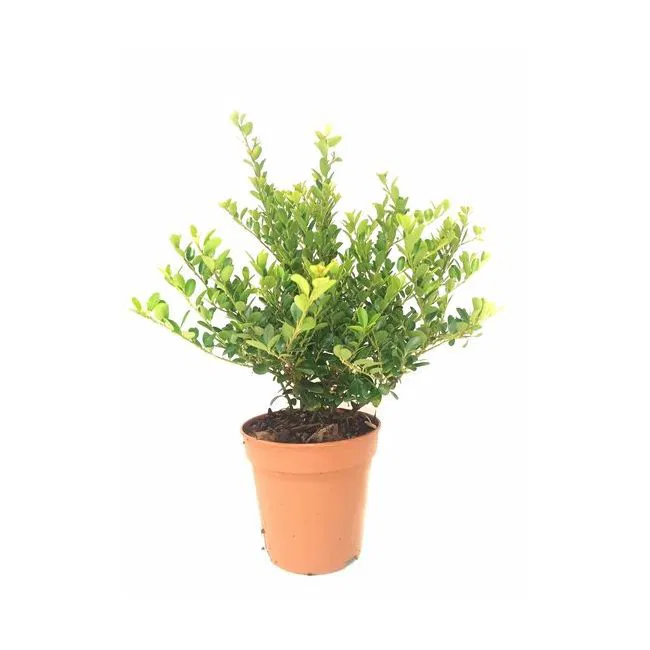 Ilex crenata 'Luxus' • P 13 •