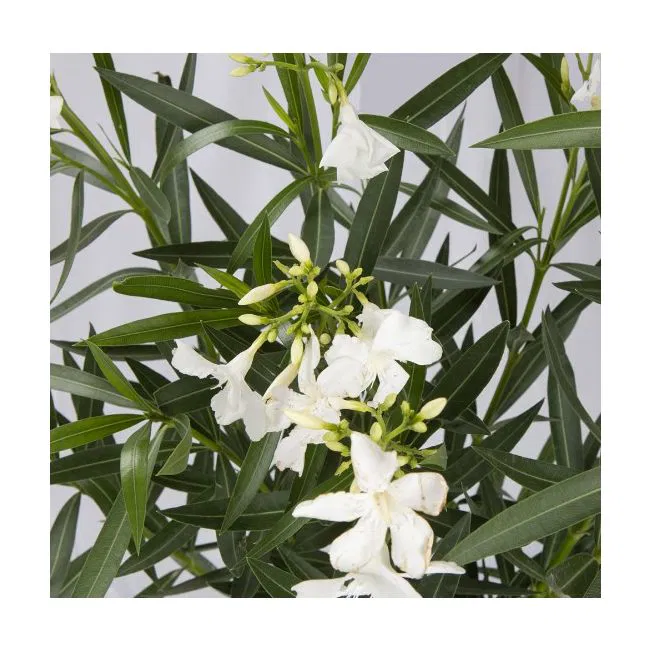 Nerium oleander • Bianco Semplice• C 3 L • 60/80 cm