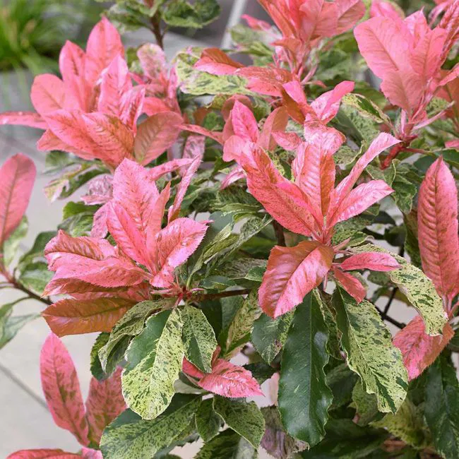 Photinia fraseri 'Pink Crispy' • C3 L • 30/35 cm