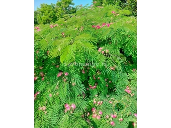 Kineska Mimoza - Albizia julibrissin 'Rosea'