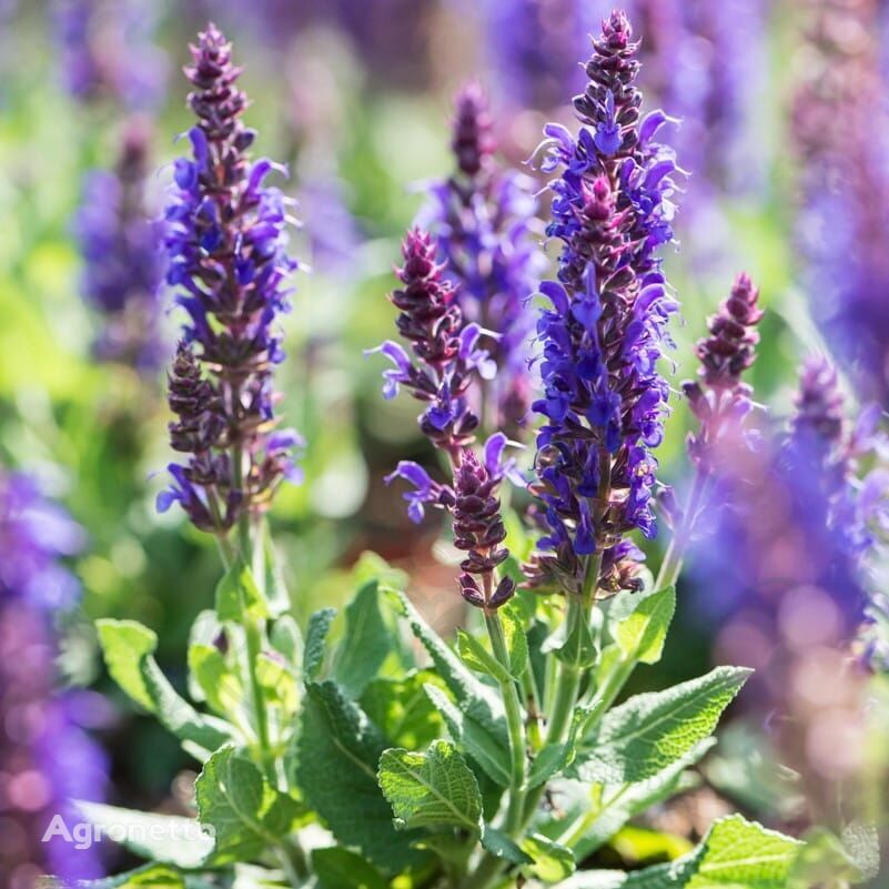 Szałwia Omszona 'Sensation Medium Violet' Salvia nemorosa drugo seme