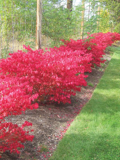 Euonymus Alatus Fireball - Kurika