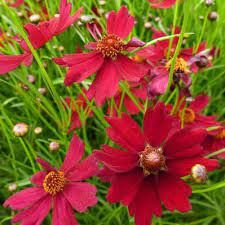 Coreopsis Ruby Red - Koreopsis