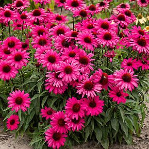 Echinacea Sensation Wild Romance - Ehinacea