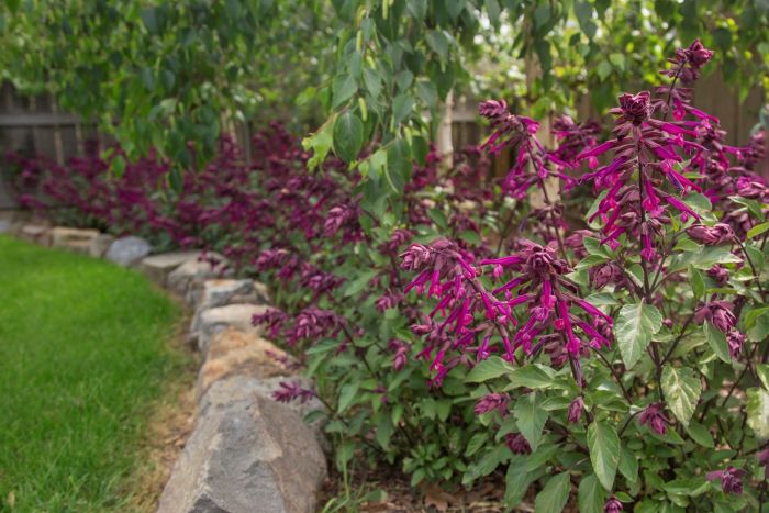 Salvia Hybrida Love And Wishies - Žalfija