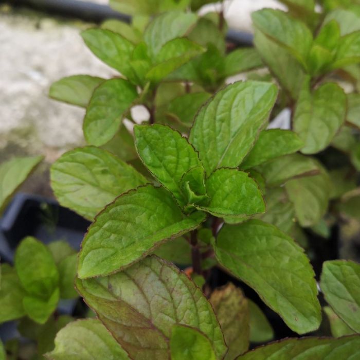 Mentha Rotundifolia Eau de Cologne - Nana