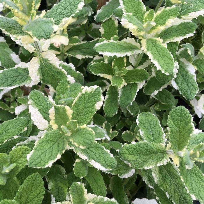 Mentha Rotundifolia Variegata - Nana