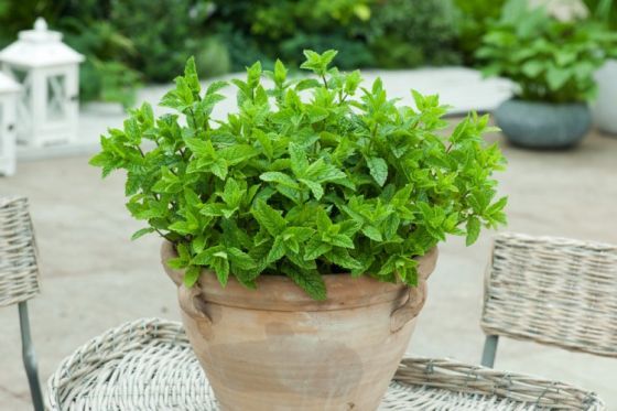 Mentha Spicata Moroccan - Nana