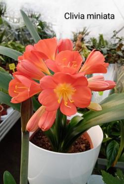 Clivia miniata splendens