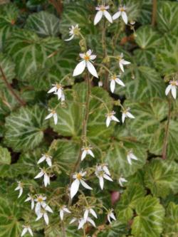 Saxifraga stolonifera