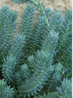 Sedum blue spruce ( plava omorika )