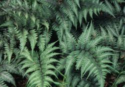 Athyrium niponicum Pictum - japanska paprat