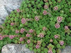 Crassula setulosa