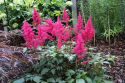 Astilbe chinensis Red