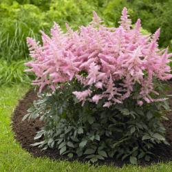 Astilbe arendsii - Medunika roze cvet