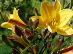 Hemerocallis dumortierii ,ranocvetajuci ljiljan