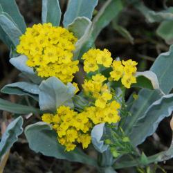 Alyssum saxatile