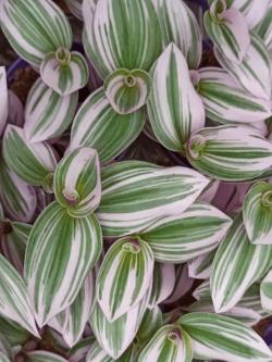 Tradescantia albiflora (belo-zelena šarenolisna lozica)