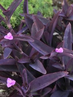 Tradescantia pallida (Ljubičastolisna lozica)