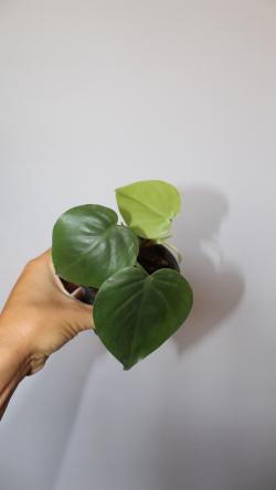 Philodendron Heartleaf