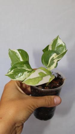 Epipremnum aureum N'Joy