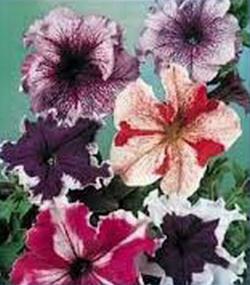 Petunia Hybrida Superbissima Mix (1500 semenki)