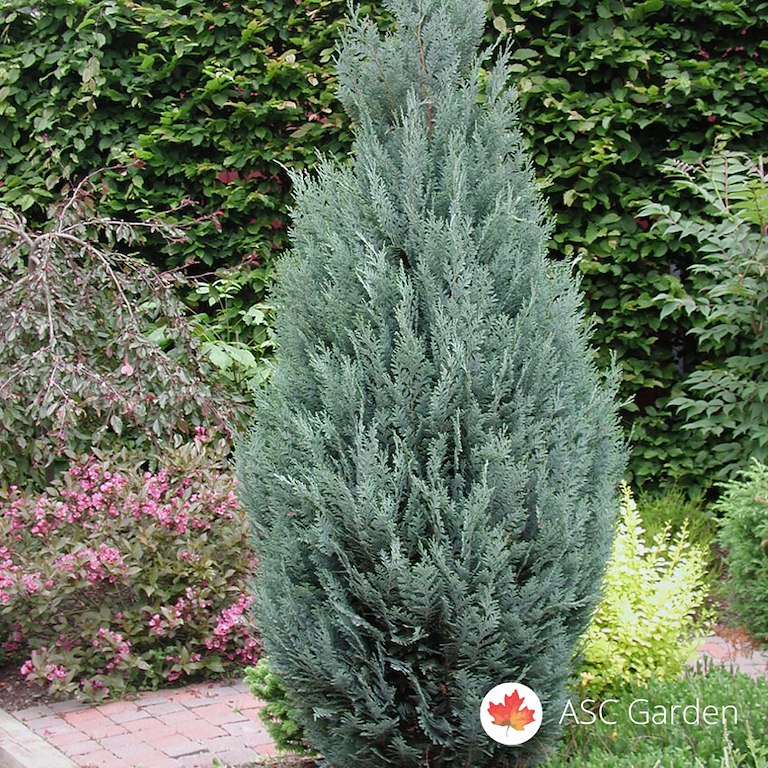 Chamaecyparis lawsoniana ‘Columnaris Alumii’ 120 cm