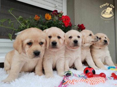 Labrador retriver štenci