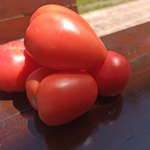Pink paradajz 1 kg