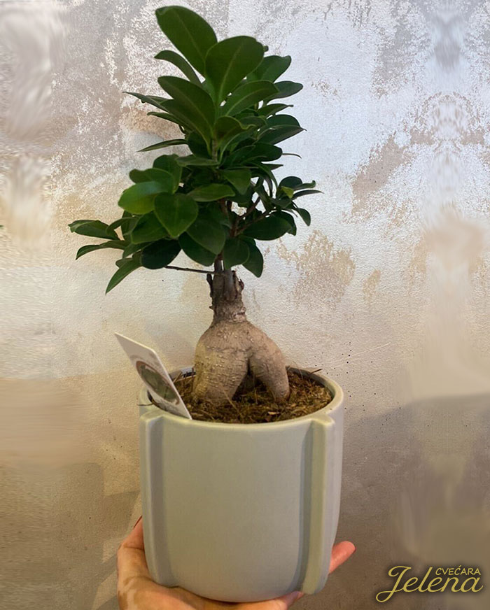 Ginseng Bonsai Tree