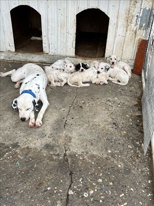 Dalmatinski pas , štenci spremni za preuzimanje