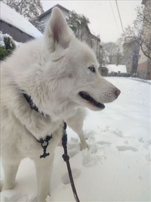 Haski za parenje