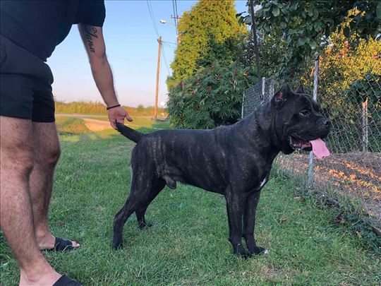 Cane Corso mužjak za parenje