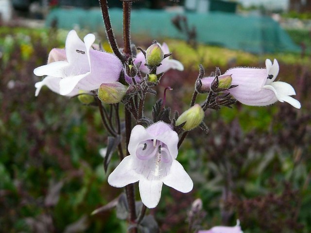 Penstemon Mystica