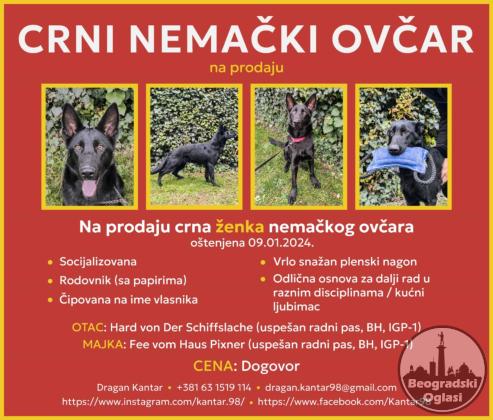 Crni Nemački Ovčar