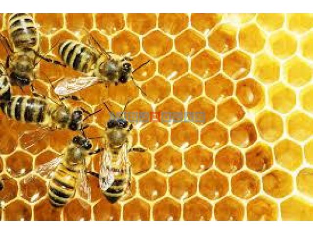 Pčelinja društva,matice,rojevi,matičnjak,perga