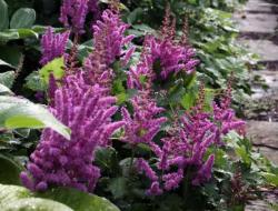 Astilbe chinensis Pumila