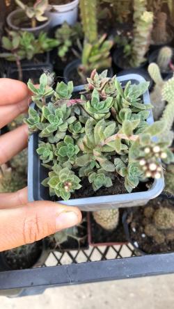 Sukulent Crassula Exilis