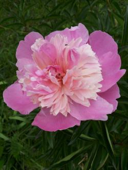 Paeonia-Božur belo-rozi