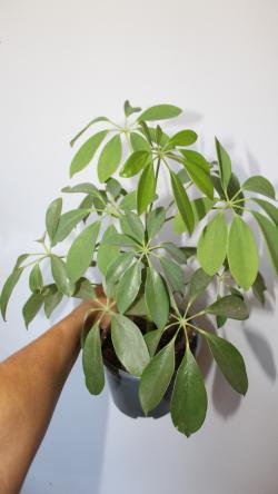 Schefflera