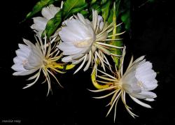 KRALJICA NOĆI (Epiphyllum oxipetalum) biljka