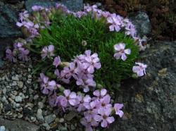 Saponaria olivana -sapunika