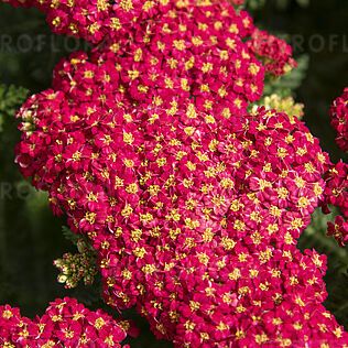 Achillea millefolium Skysail Fire - Hajdučka Trava