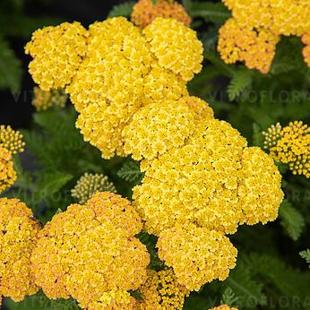 Achillea millefolium Skysail Yellow - Hajdučka Trava