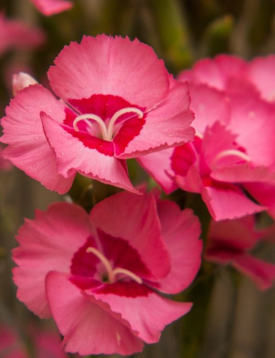 Dianthus Plumarius Angel Of Hope - Karanfil